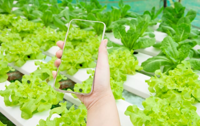 What is food fraud and how can it be prevented?